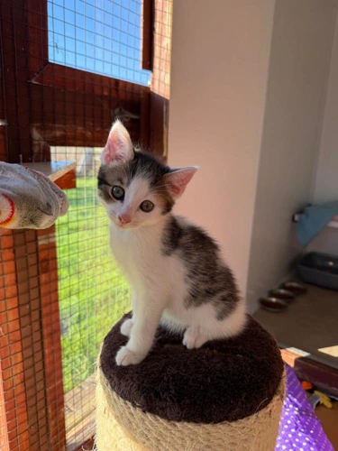 Cats Protection Cherwell Branch