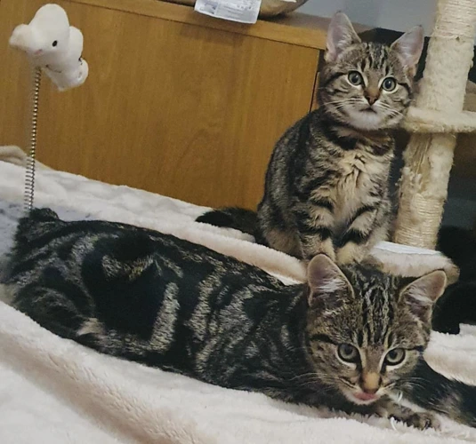 Cats Protection Halifax, Huddersfield & Wakefield Branch