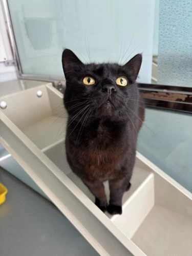 Cats Protection Cornwall Cat Centre