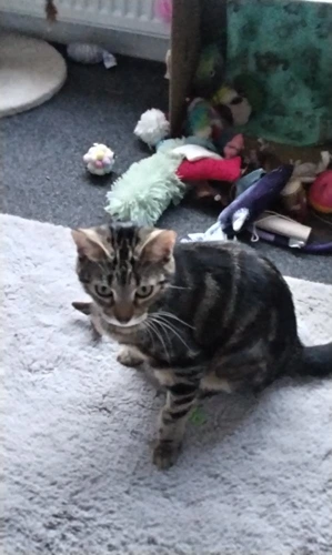 Cats Protection West Lothian Branch