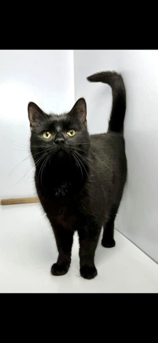 Cats Protection Stourbridge, Dudley & Wyre Forest Branch