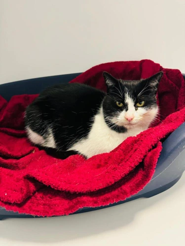 Cats Protection Halifax, Huddersfield & Wakefield Branch