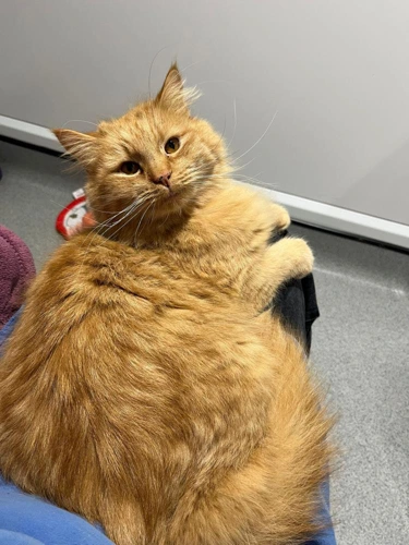 Cats Protection Leeds Cat Centre