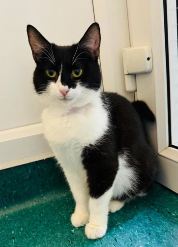 Cats Protection Leeds Cat Centre