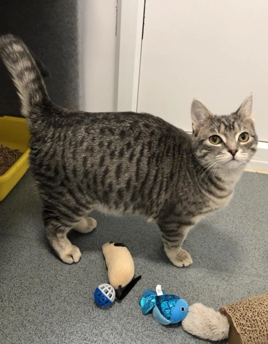 Cats Protection Tyneside Cat Centre