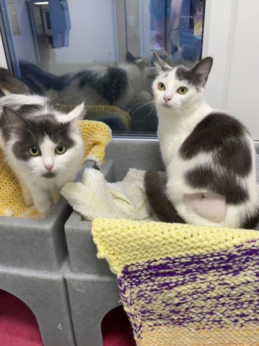 Cats Protection Tyneside Cat Centre