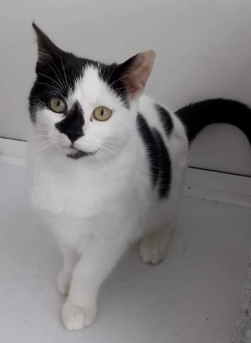 Cats Protection Walsall Borough Branch