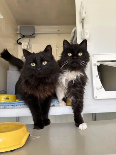 Cats Protection Cornwall Cat Centre