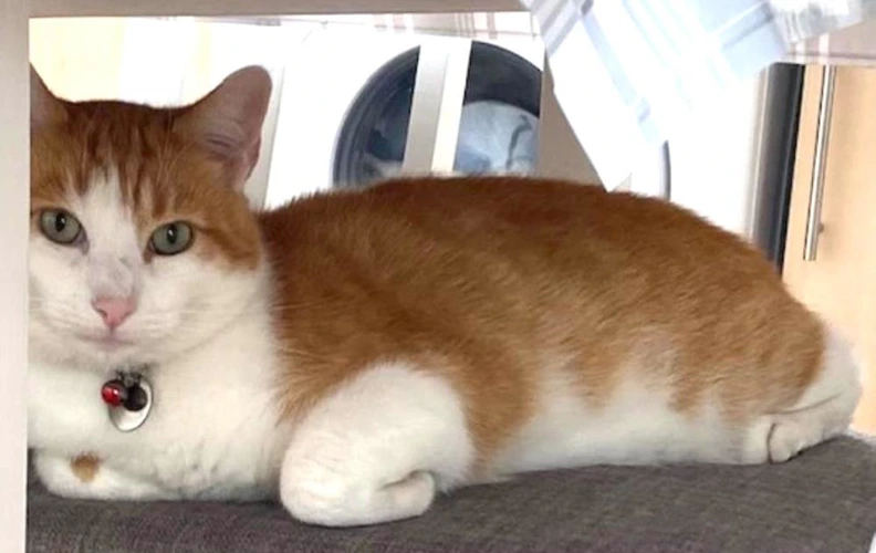Cats Protection Epping Forest Branch