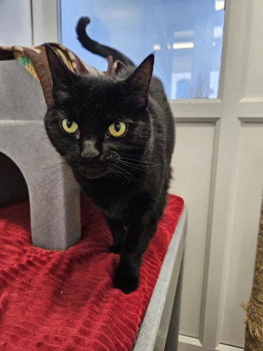 Cats Protection Tyneside Cat Centre