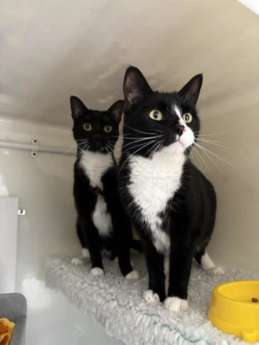 Cats Protection Cornwall Cat Centre