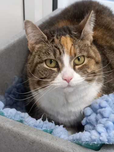 Cats Protection Leeds Cat Centre