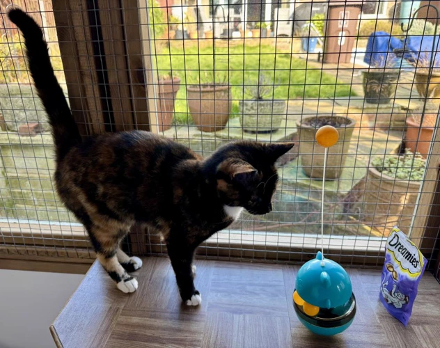 Cats Protection Brighton & Hove Branch
