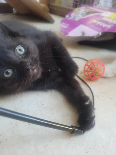 Cats Protection Luton, Dunstable & District Branch