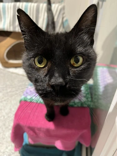 Cats Protection Scotland Cat Centre