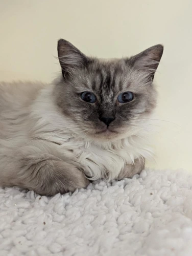 Cats Protection Cornwall Cat Centre