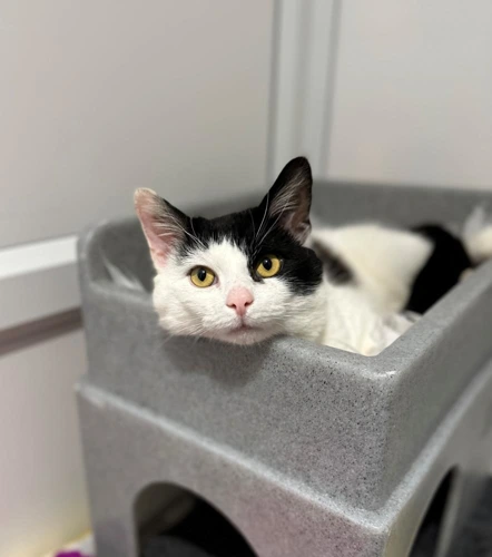 Cats Protection Leeds Cat Centre