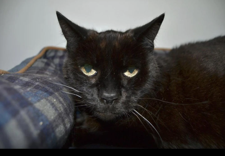 Cats Protection Frome & District Branch