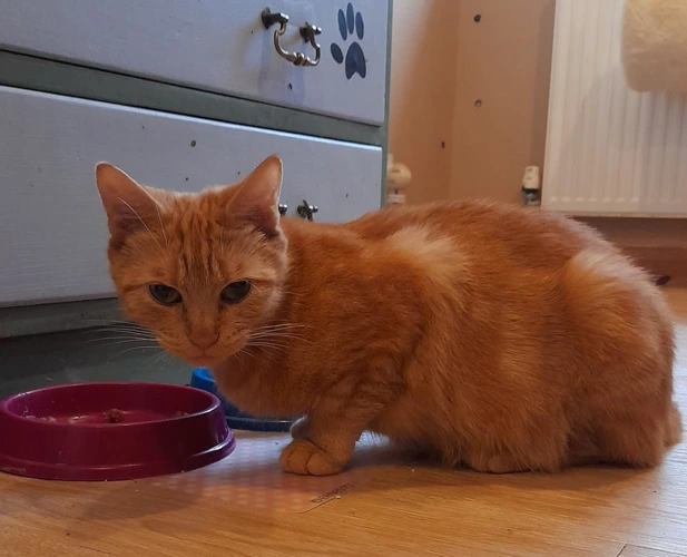 Cats Protection North Hertfordshire Branch
