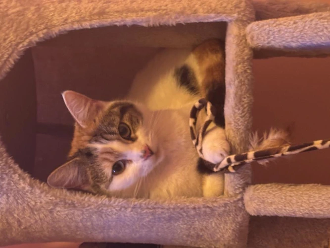 Cats Protection Frome & District Branch