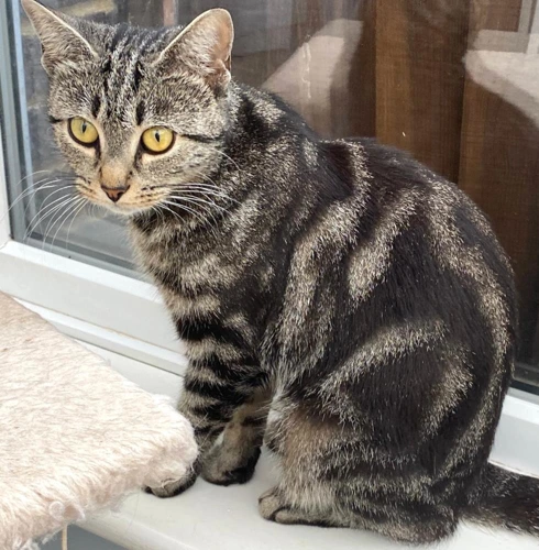 Cats Protection Epping Forest Branch