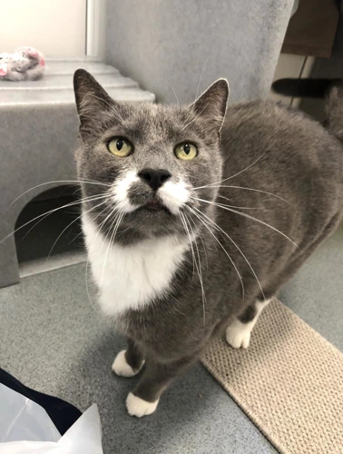 Cats Protection Tyneside Cat Centre