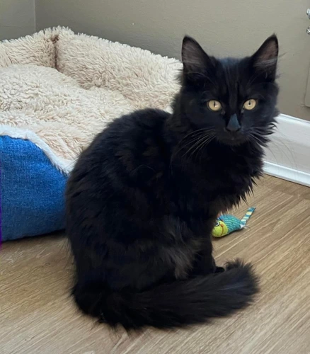 Cats Protection Basingstoke & District Branch