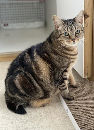 Cats Protection Brighton & Hove Branch