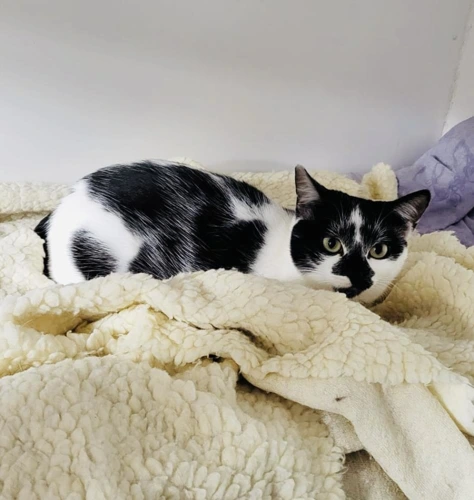 Cats Protection Halifax, Huddersfield & Wakefield Branch