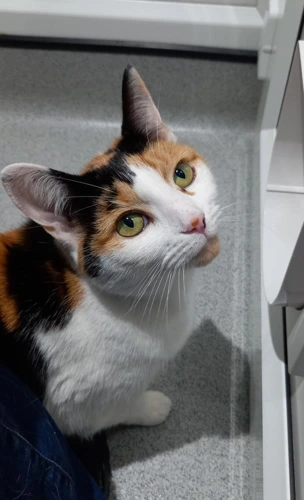 Cats Protection Leeds Cat Centre