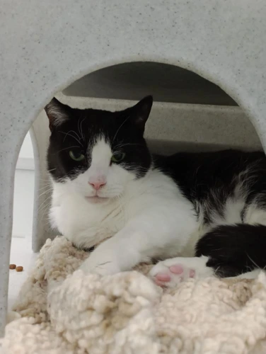 Cats Protection Leeds Cat Centre
