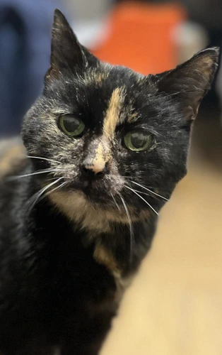 Cats Protection Warrington Cat Centre