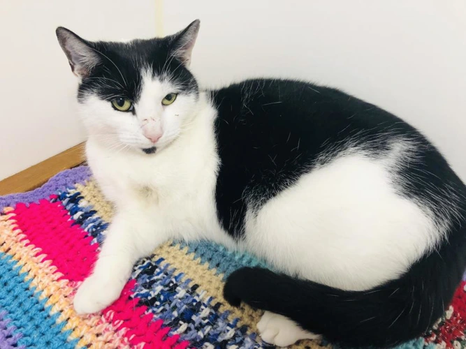 Cats Protection Halifax, Huddersfield & Wakefield Branch