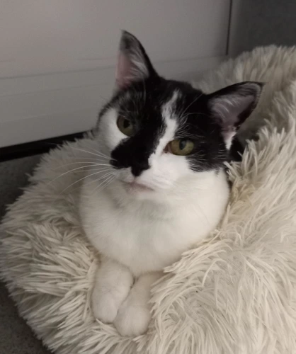 Cats Protection Leeds Cat Centre
