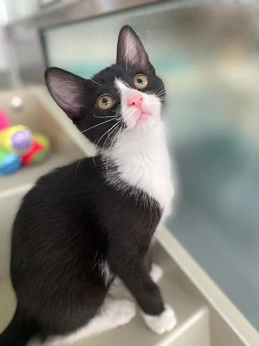 Cats Protection Cornwall Cat Centre