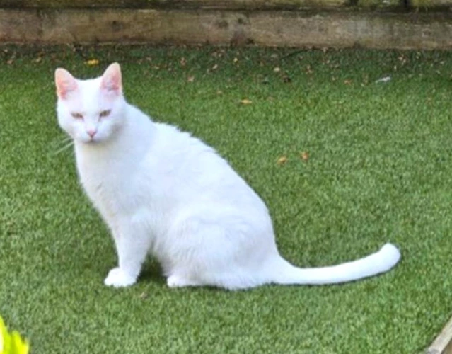 Cats Protection Epping Forest Branch