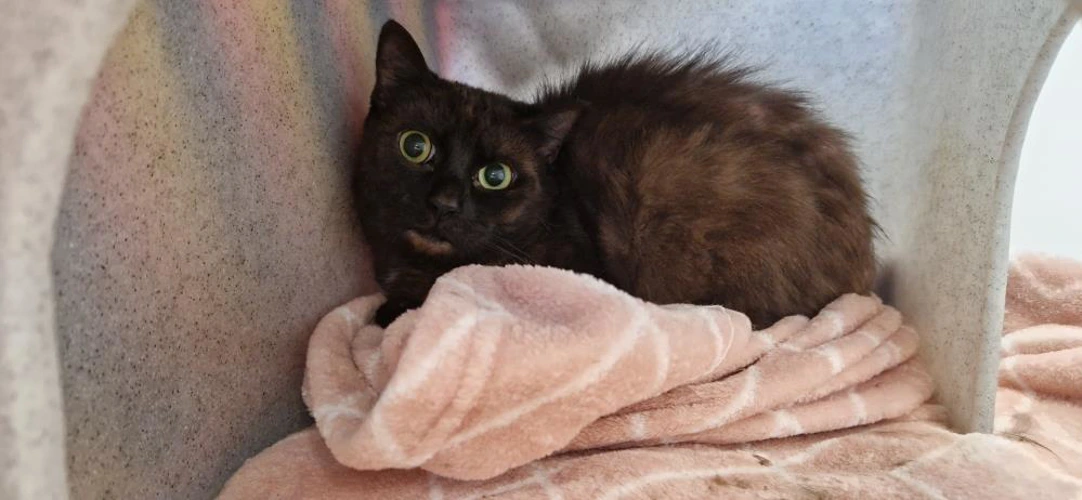 Cats Protection Tyneside Cat Centre