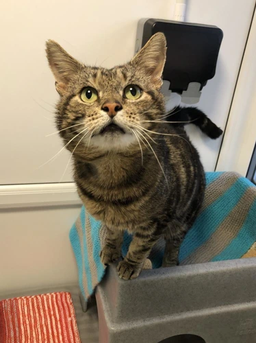 Cats Protection Tyneside Cat Centre