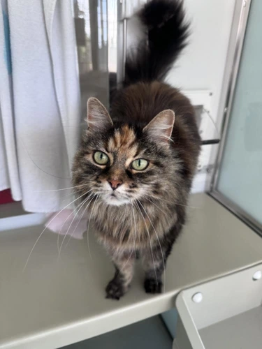 Cats Protection Cornwall Cat Centre