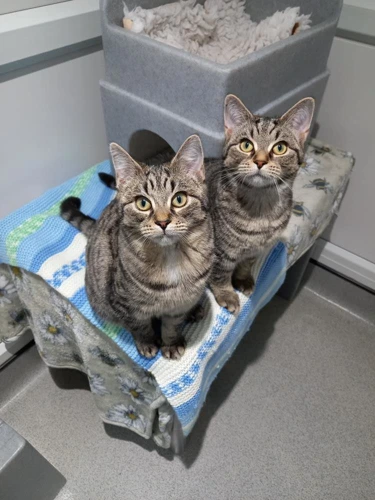 Cats Protection Leeds Cat Centre
