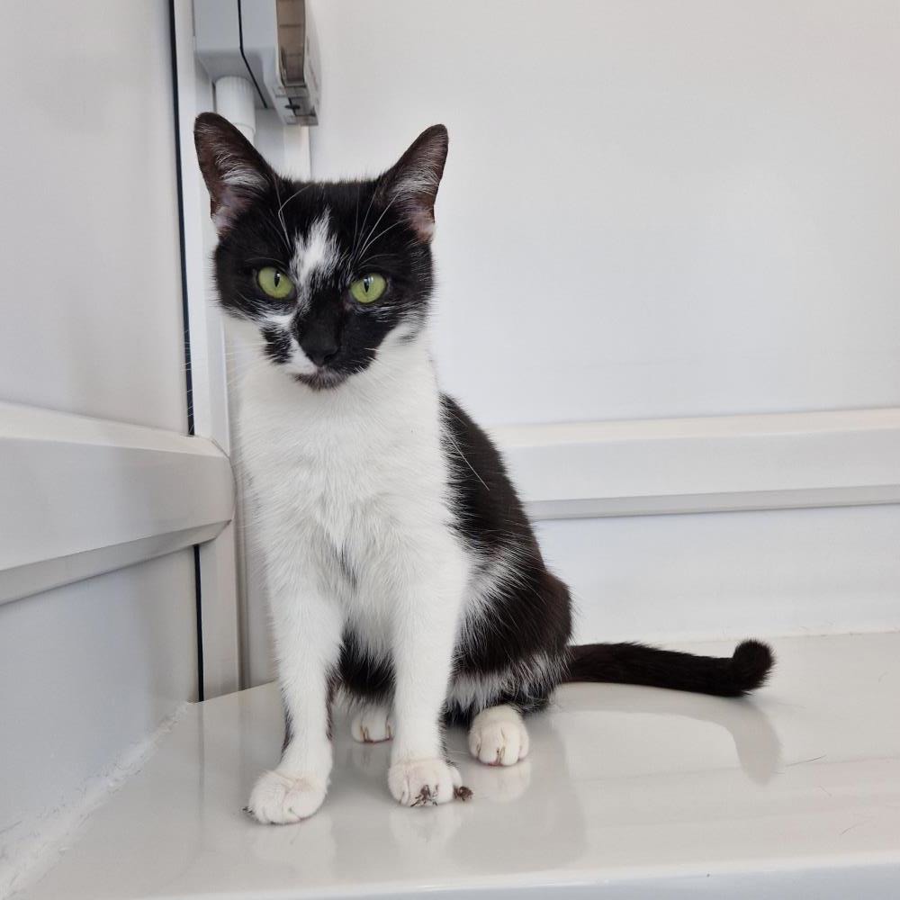 Find a cat near you | Adopt a cat | Cats Protection