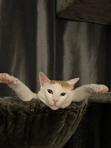 Cats Protection Glasgow Branch