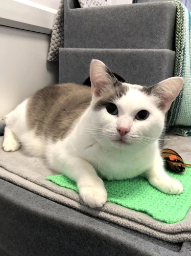 Cats Protection Tyneside Cat Centre