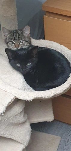 Cats Protection Halifax, Huddersfield & Wakefield Branch