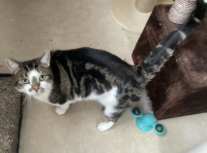 Cats Protection Basingstoke & District Branch