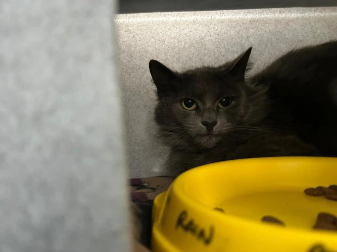 Cats Protection Tyneside Cat Centre