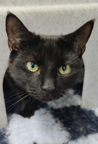 Cats Protection Walsall Borough Branch