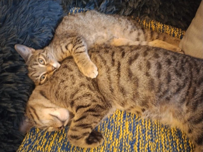 Cats Protection Rugby Branch