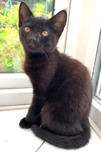 Cats Protection Epping Forest Branch