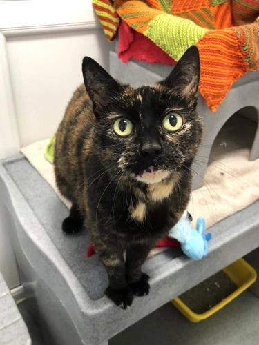 Cats Protection Tyneside Cat Centre